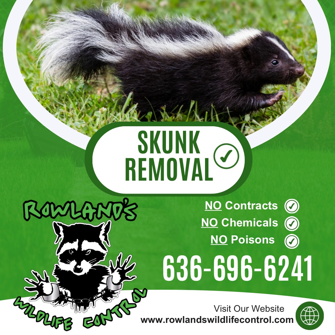 Skunks - Rowland's Wildlife